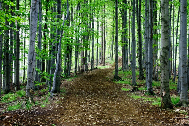 Trees in the Middle of the Forest, Moody Dark Scene of the Beauty of ...
