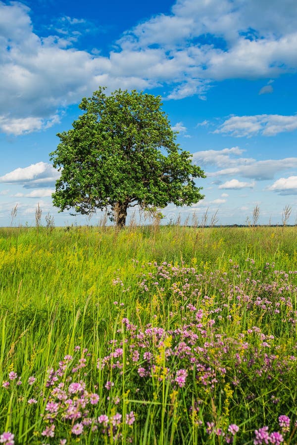 Trees in the Middle of the Green Field Stock Image - Image of wood ...