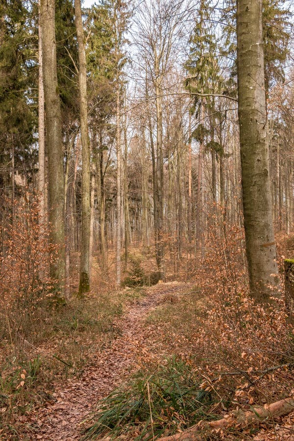 Trees in the Middle of the Forest Stock Image - Image of pluederhausen ...