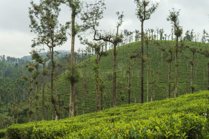 Trees in the Middle of Tea Plantation Adding a Scenic Beauty To the ...