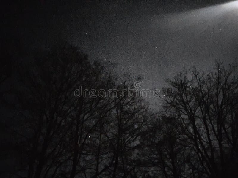 Trees at midnight stock image. Image of darkness, trees - 207064977