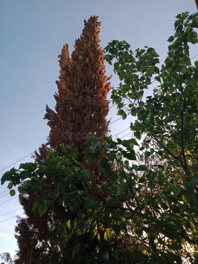 Trees of mine stock photo. Image of trees, nature, plants - 160928062