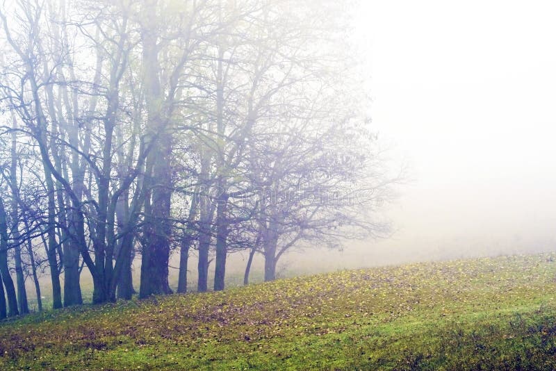 Trees in the Mist stock image. Image of alone, farming - 13285209