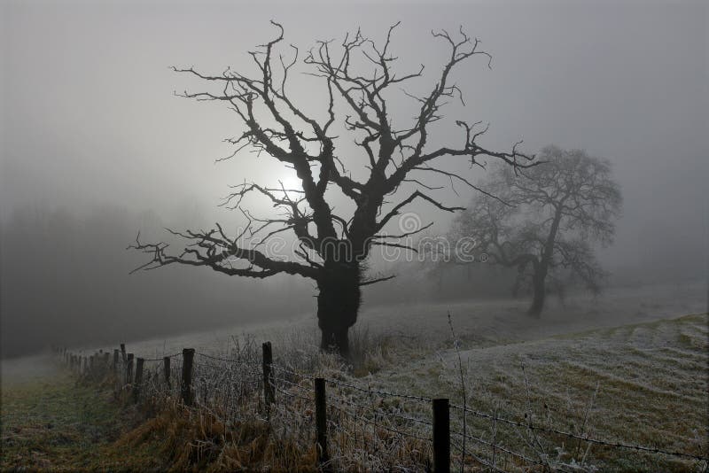 Trees in the mist stock photo. Image of eerie, atmospheric - 18686754
