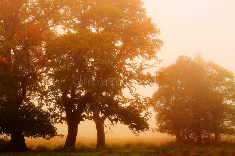 Trees in mist stock image. Image of branches, tree, mist - 27598077