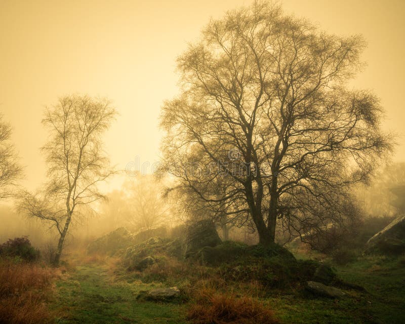 Trees in Mist at Brimahm Rocks Stock Image - Image of landscape ...