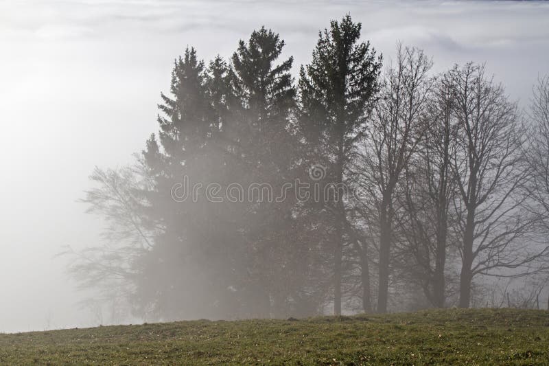 Trees in mist stock image. Image of benedict, bare, layer - 48004275