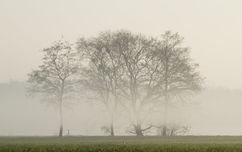 Trees in mist stock photo. Image of spring, foggy, peaceful - 90318704
