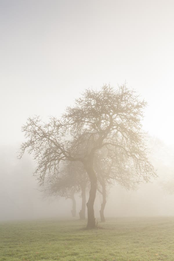 Trees in mist stock image. Image of forest, nature, fall - 92751085