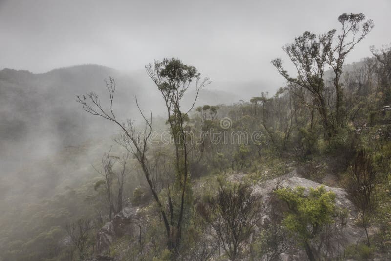 Trees and Mist from the Mountain Top Stock Image - Image of green ...