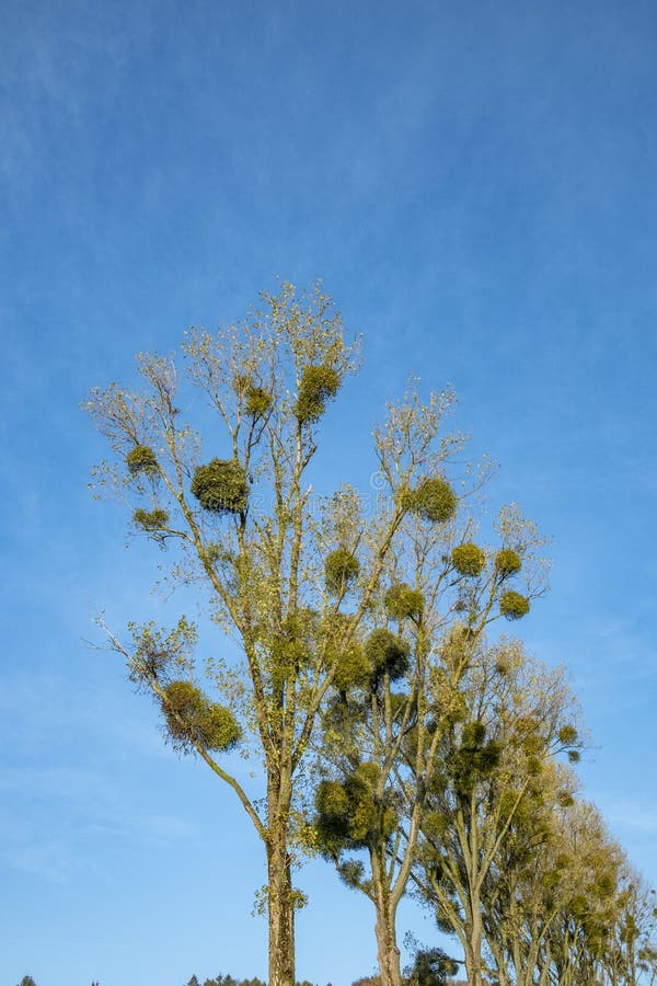 Trees with Mistletoe Plants in the Crown of the Trees Stock Image ...