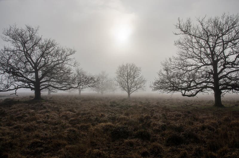 Trees in a misty field stock image. Image of reserve - 267507579