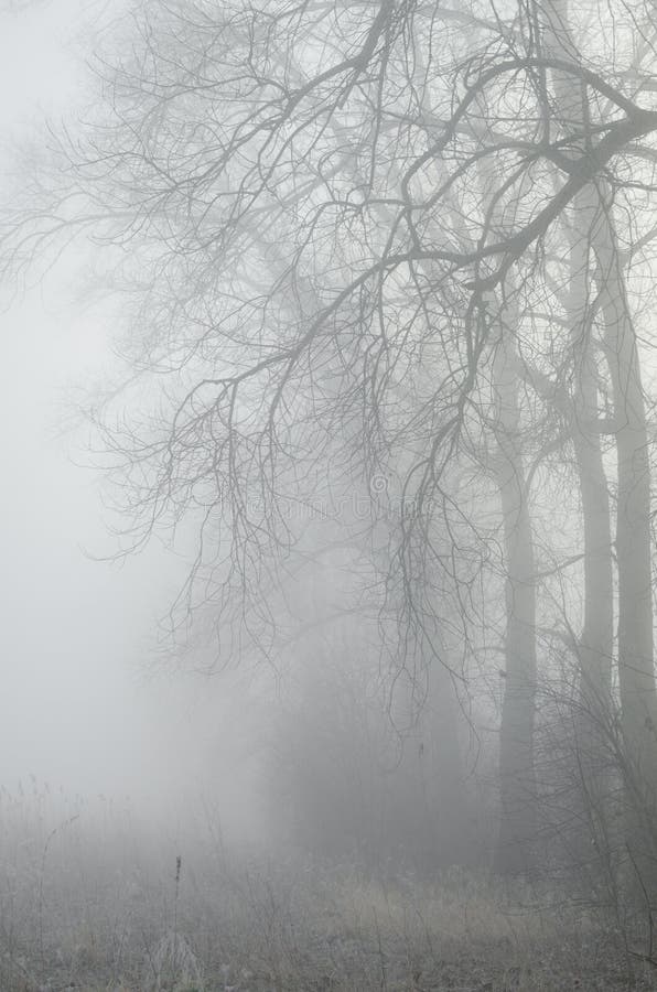 Trees in misty forest stock image. Image of plant, mood - 38180011