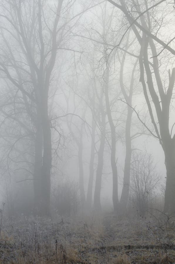Trees in misty forest stock image. Image of scene, moody - 38180191