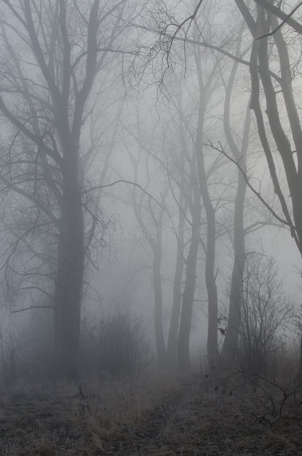 Trees in misty forest stock photo. Image of environment - 38185736