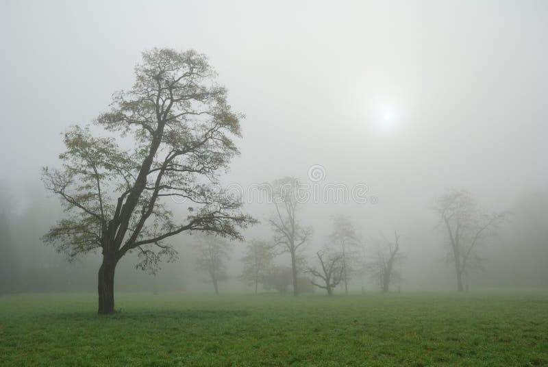 Trees in a Misty Morning Meadow Stock Photo - Image of grassland, field ...