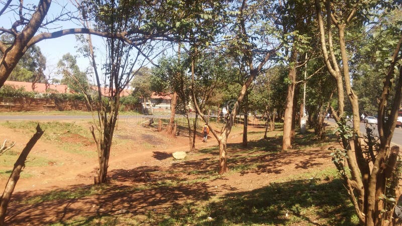 Trees Miti Stock Photos - Free & Royalty-Free Stock Photos from Dreamstime