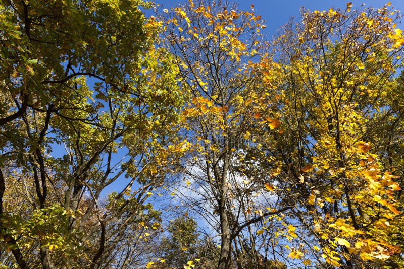 Trees in a Mixed Forest during Leaf Fall Stock Image - Image of ...