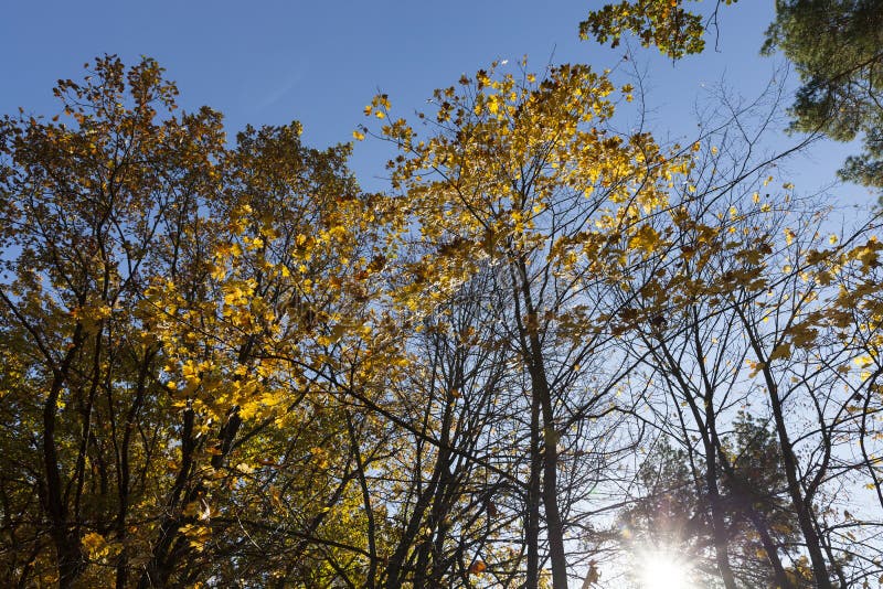 Trees in a Mixed Forest during Leaf Fall Stock Image - Image of orange ...