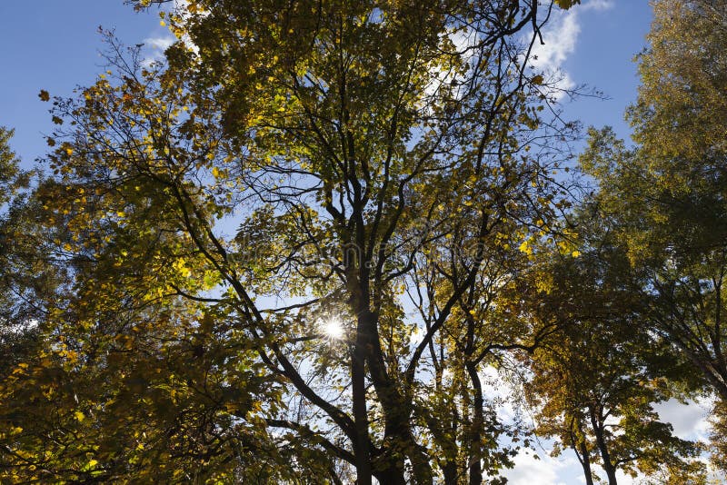 Trees in a Mixed Forest during Leaf Fall Stock Image - Image of foliage ...
