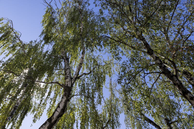 Trees in a Mixed Forest in Summer Stock Photo - Image of beautiful ...