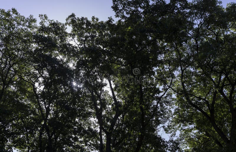 Trees in a Mixed Forest in Summer Stock Photo - Image of europe, rustic ...