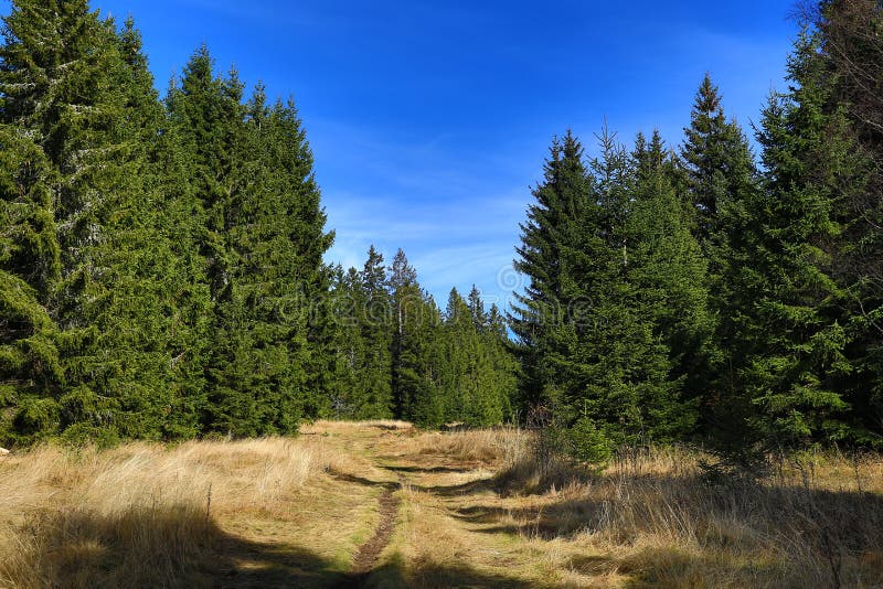 Trees, Modrava, Sumava, Boemerwald, Czech Republic Stock Photo - Image ...