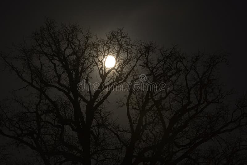 Trees and moon stock image. Image of branch, long, nature - 25167207