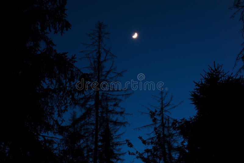 Trees and Moon during Dark Night Stock Image - Image of moon, outdoor ...