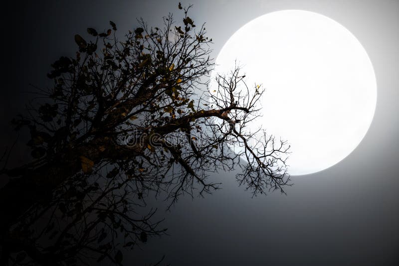 Trees and Moon Night Shadow. Stock Photo - Image of ghost, nature: 95278994