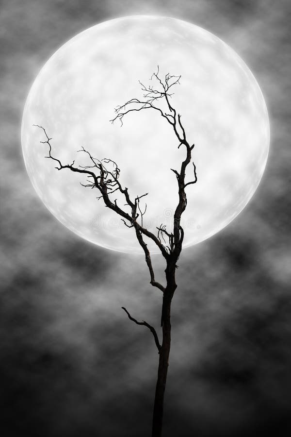 Trees and Moon Scary Night. Stock Photo - Image of close, moon: 95279030