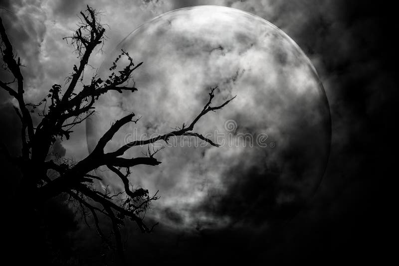 Trees on Moon Scary Night Shadow. Stock Photo - Image of white, moon ...