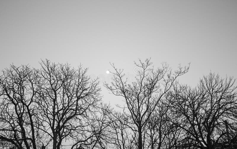 Trees with Moon stock image. Image of autumn, empty, hazy - 67331003