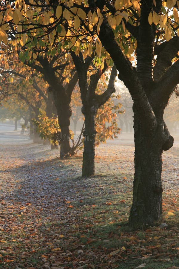 Trees In The Morning Picture. Image: 6844354