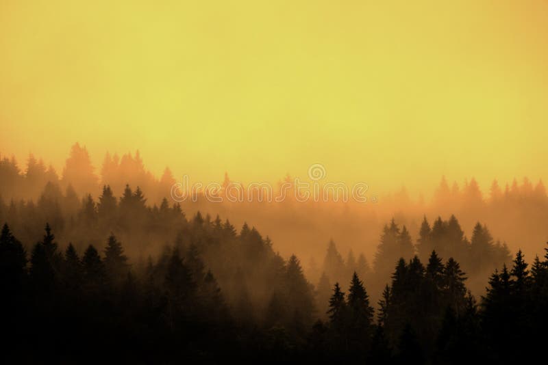 Trees in Morning Fog Background Stock Photo - Image of hill, majestic ...
