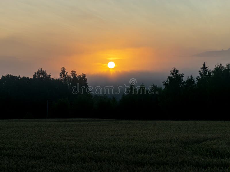 Trees and morning fog. stock photo. Image of bright - 153197778