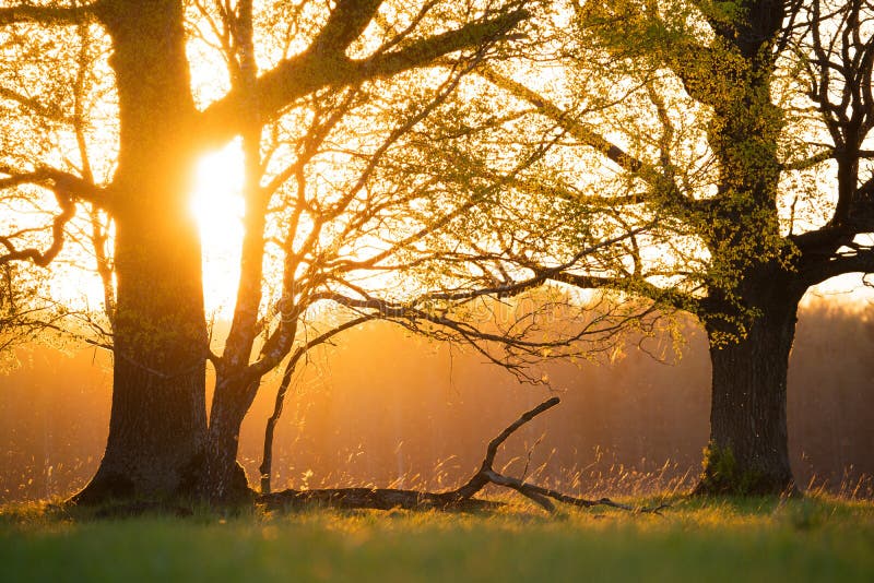 Trees in morning light stock photo. Image of bright - 225836280