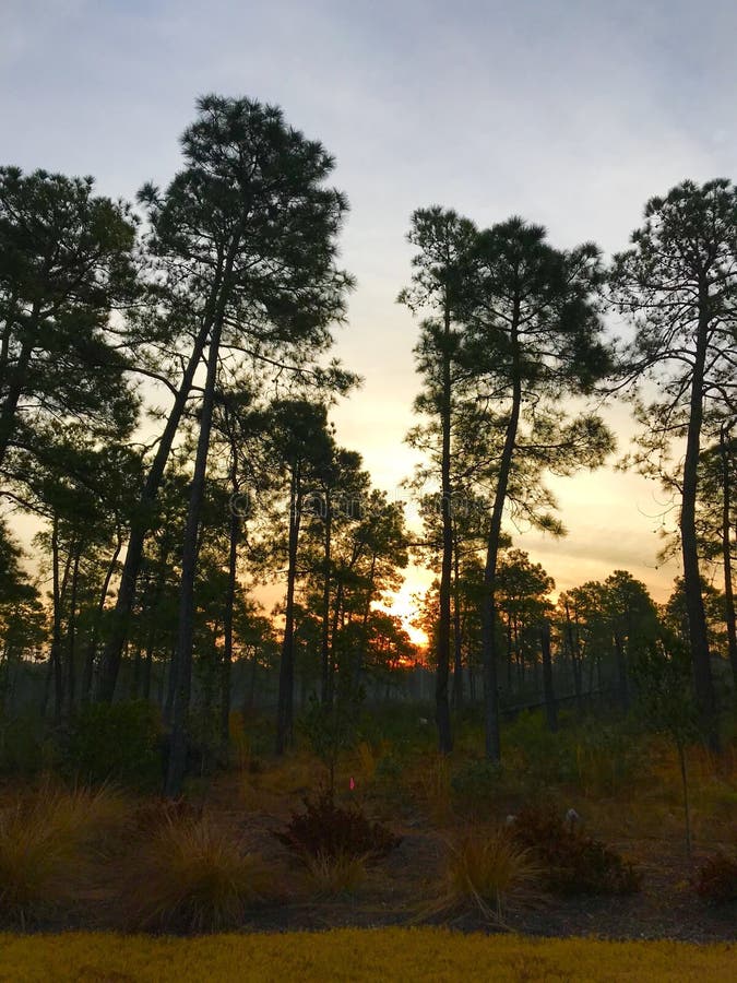Through the trees stock photo. Image of morning, trees - 108277632