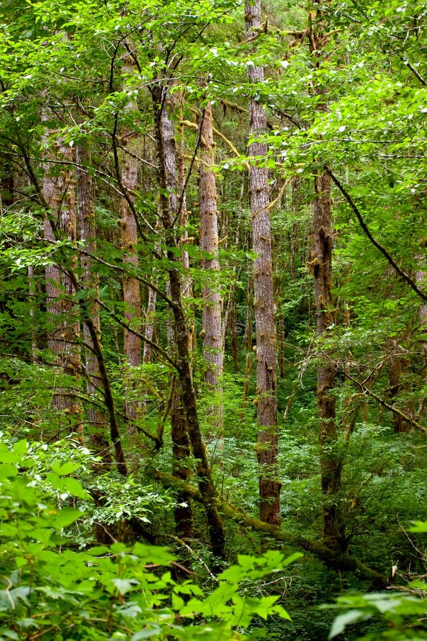 Moss Covered Trees in Oregon Stock Image - Image of puddle, oregon ...