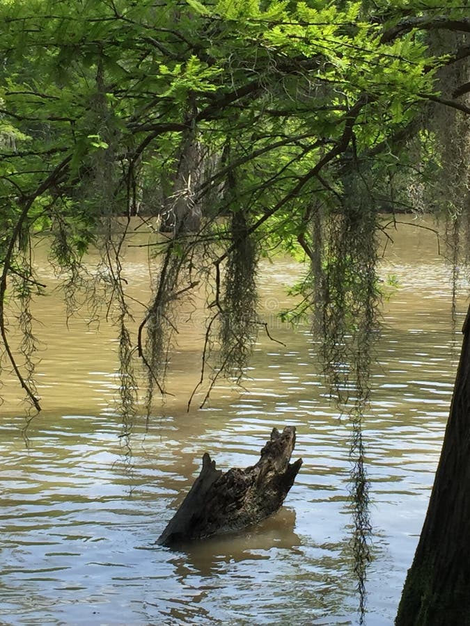 Trees with moss. stock photo. Image of tree, broken - 231561928
