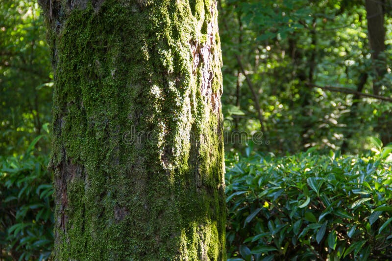 Trees with moss stock image. Image of lichen, river, large - 94492283