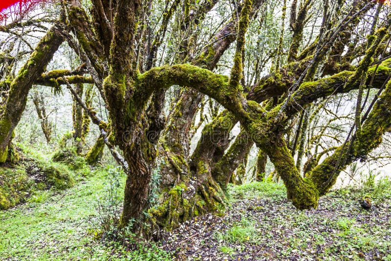 Oak Trees with Moss on Branches. Stock Photo - Image of moss, black ...