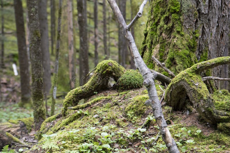 Trees in the Moss in the Thicket of the Forest Stock Image - Image of ...