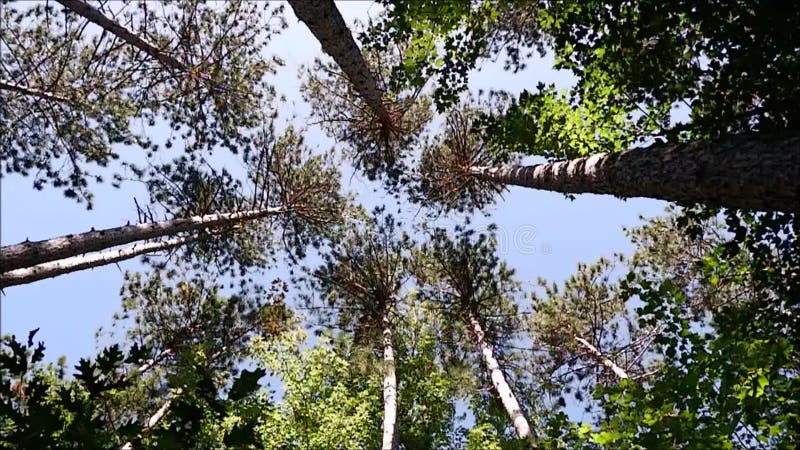 Trees moving by the wind stock footage. Video of vertical - 131962544
