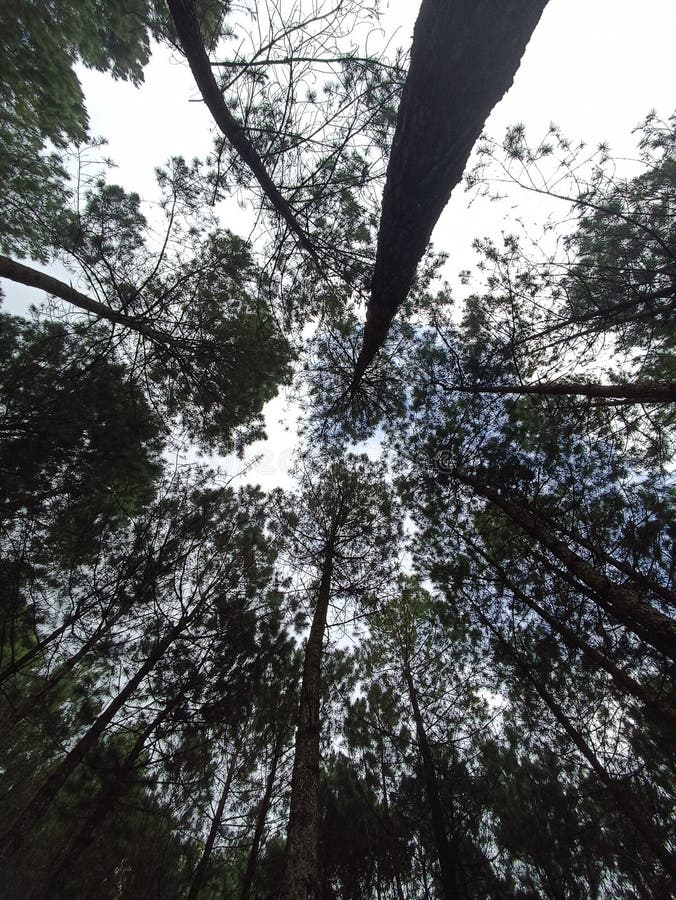 Trees at the Mount Faber Park - Singapore Stock Image - Image of forest ...