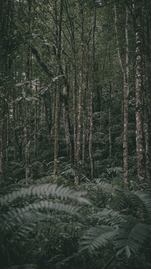 Trees Colony in the Mountain Stock Image - Image of winter, colony ...