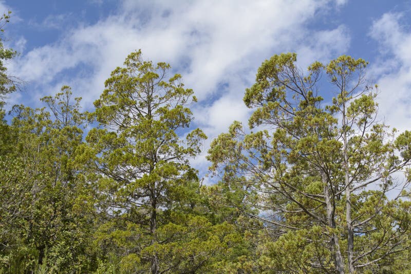 Trees in the Mountain of Chile Stock Image - Image of native, forest ...