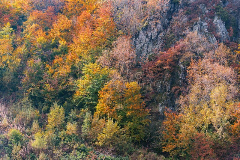 Trees on the Mountain Cliffs at Autumn Stock Image - Image of europe ...