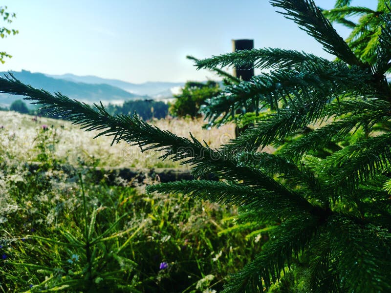 Trees mountain dew stock photo. Image of mountain, flowers - 153355196