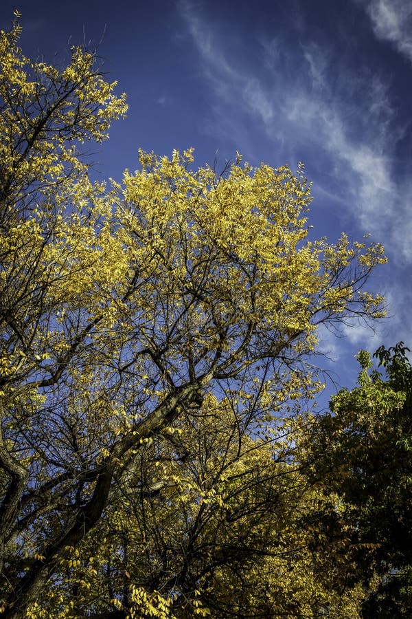 Trees in the Air stock photo. Image of season, scene - 232863674